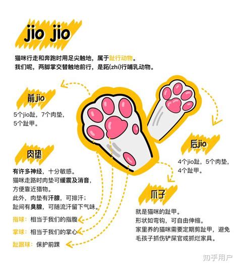 猫 知乎