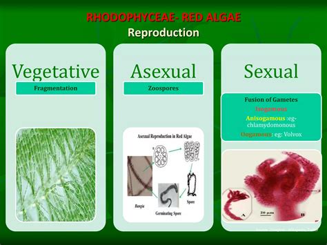 Algae General Characters And Classification Pptx