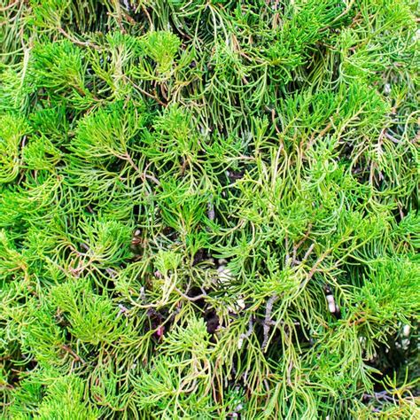 Premium Photo Pine Tree Texture Background