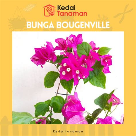 Jual Tanaman Hias Bunga Bougenville Tersedia 6 Variasi Warna Bunga