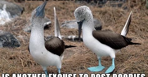 Nsfw Meme On Imgur