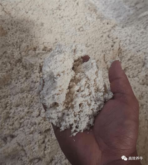 生豆渣喂牛到底好不好 豆腐渣 饲料 方法