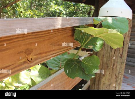 Nature Pathway And Deck Stock Photo Alamy