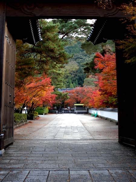モミジの永観堂の朝 京都紅葉便り2008 西陣に住んでます