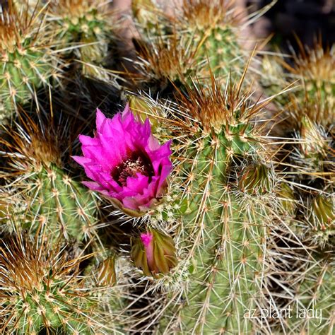 Hedgehog Cactus Flower Desert Gardening 101