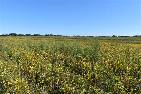 Weeds In Soybean Crops Legumehub Eu