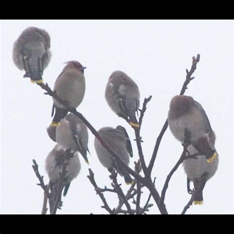 Bird Object Detection Dataset By Birds