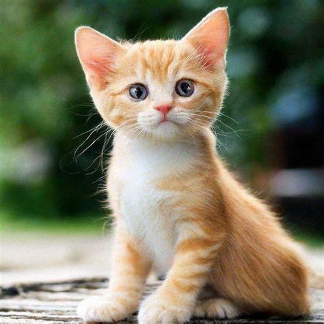 «Самый милый котик в мире — создано в Шедевруме