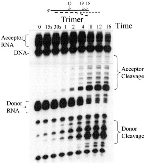 Interaction Of Hiv Reverse Transcriptase With Structures Mimicking Recombination Intermediates