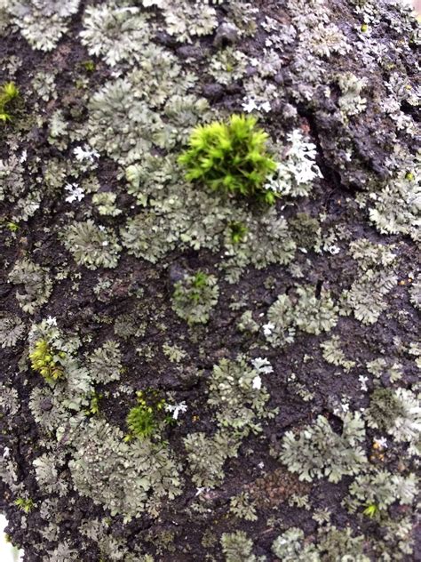 Bark Tree Moss Free Photo On Pixabay Bark Tree Moss Free Photo On Pixabay