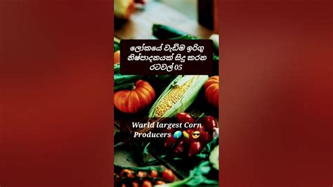 ලෝකයේ වැඩිම ඉරිගු නිෂ්පාදනය කරන රටවල් 05 Largest Corn Producers 🌎🌽 😎 Youtube