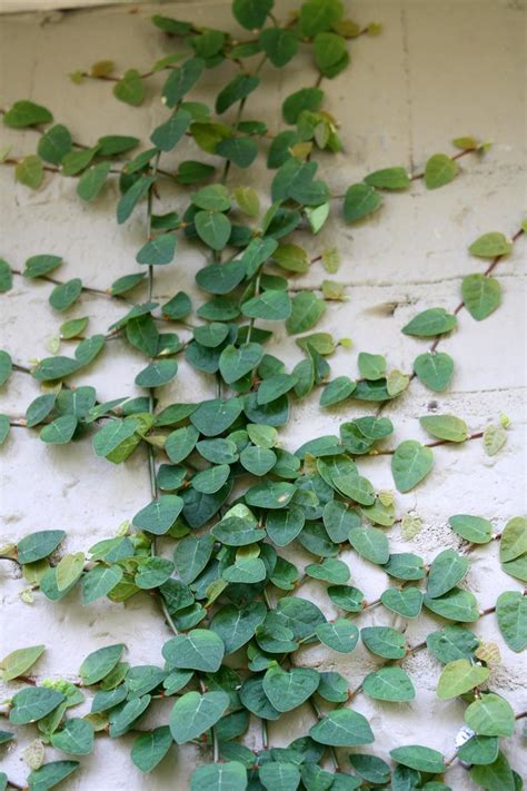 Creeping Fig Database Plants