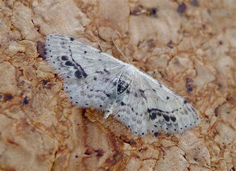 Idaea Idaea Picture Insect