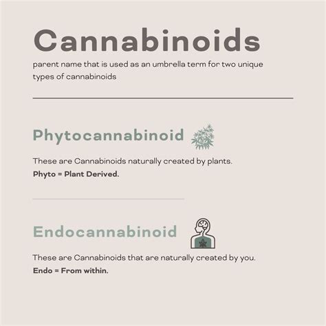What Are Phytocannabinoids And Why Do They Work Cannabidiol Life