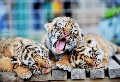 These Cute Tiger Cubs 🐯 Rcuteanimalstogether