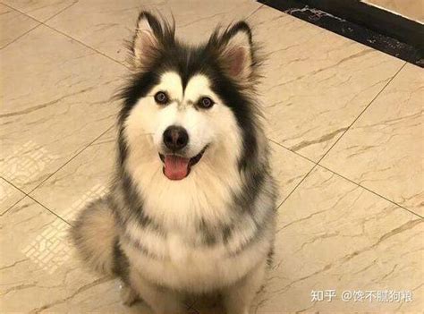阿拉斯加犬“最重视”的几样东西，你若给足，它会为你卖命！ 知乎