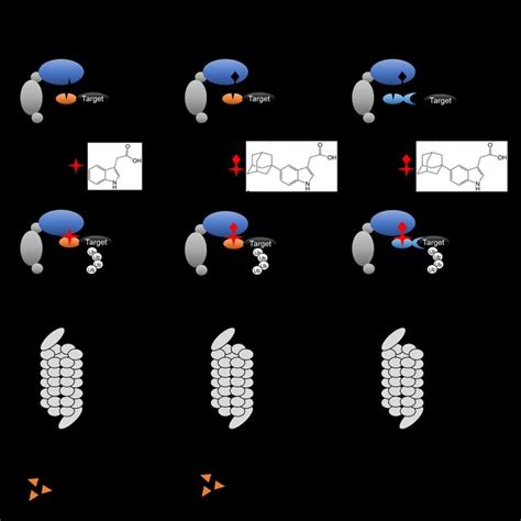 Schematic Illustration Of A The Auxin Inducible Degron Aid B