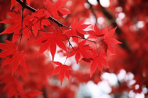 레드 메이플 리프 배경화면 가을 공원 국내여행 배경 일러스트 및 사진 무료 다운로드 Pngtree