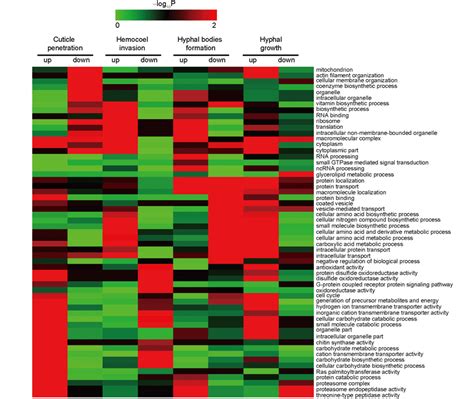heat maps and hierarchical clustering showing functional go enrichment