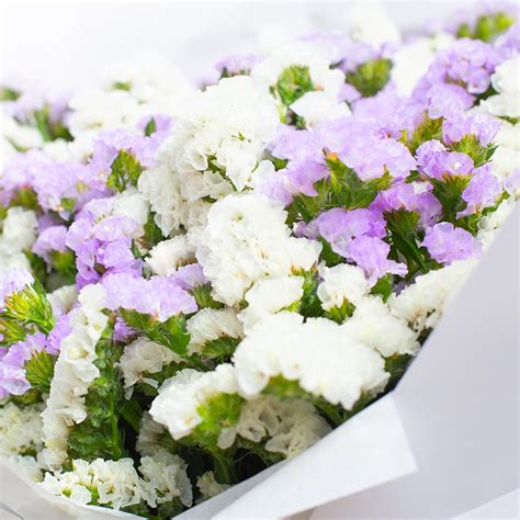 대형꽃다발 스타티스 원모먼트