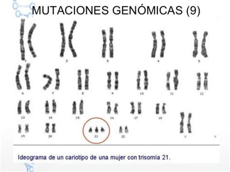 Ejemplos De Mutaciones Cromosómicas