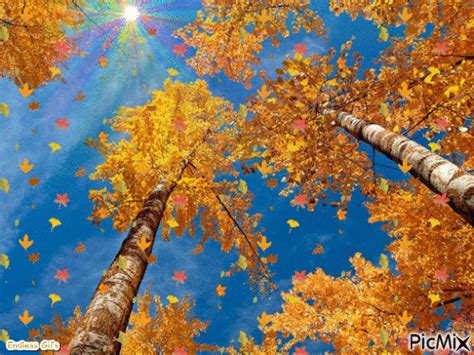 Fall Leaves Animated  Background