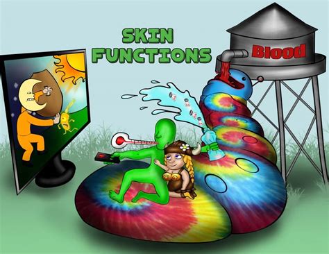 Skin Anatomy And Physiology Osmosis