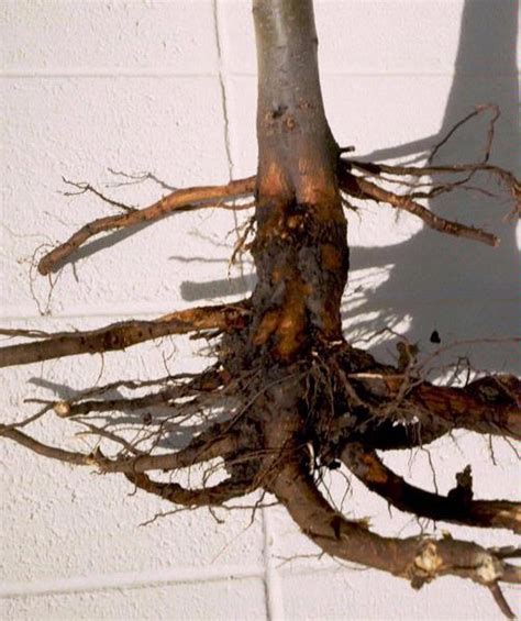 Phytophthora Root Rot Amgrow