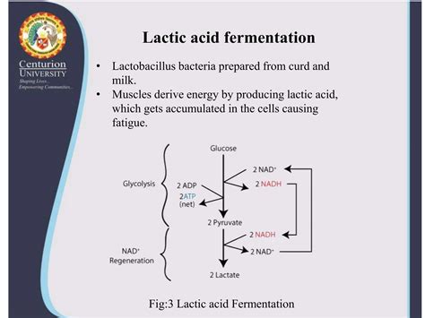 Microbial Fermentation Role In Bacteria Pptx