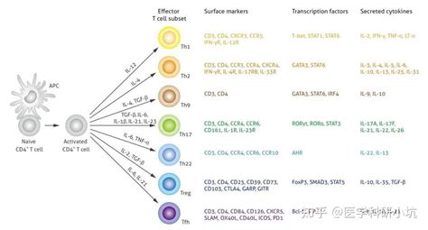干货 T细胞亚群及其检测标志物汇总 知乎