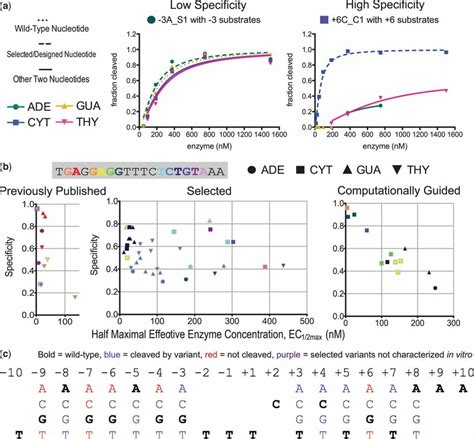 Combining Directed Evolution With Computational Design To Successfully