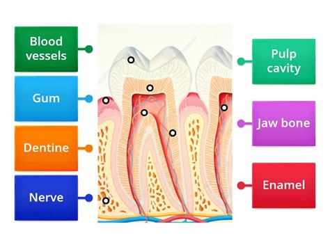 Structure Of A Tooth Labelled Diagram
