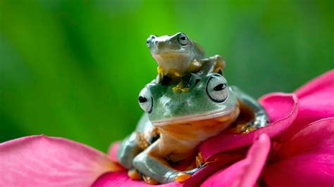 Тези жаби изумяват с хитростта си Вижте как избягват нежеланите ласки Новини Woman Bg