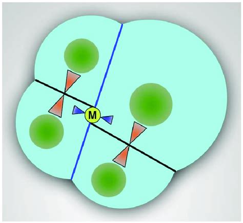 Segregation Scheme Of Spermatozoon Mitochondria In Dui Male Embryos