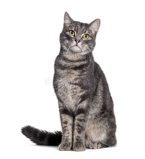 Grey Tabby Cat Sitting And Looking At The Camera Isolated On White