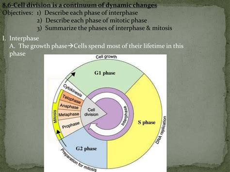 Ppt Chapter 8 The Cellular Basis Of Reproduction And Inheritance Powerpoint Presentation Id