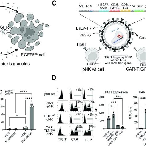 Simultaneous Tigit Gene Knockout With Car Integration Into An Nk Cell
