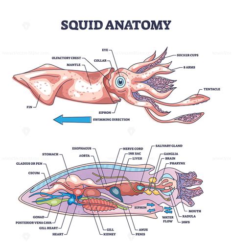 Squid Nervous System