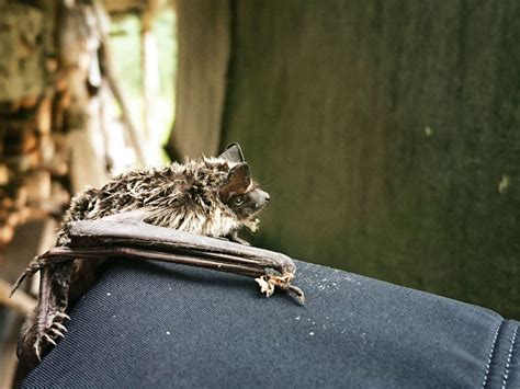 Мышь 30 07 19 12 09 Пикабу