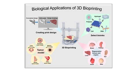 3d Bioprinting In Cancer Modeling And Biomedicine From Print Categories To Biological