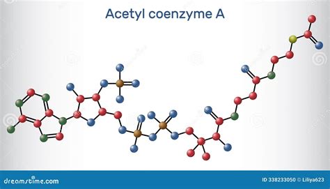 Acetyl Coa Acetyl Coenzyme A Molecule Structural Formula Vector 338233074