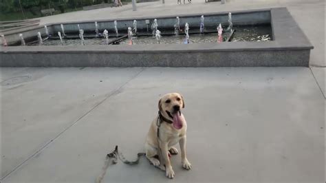 ლაბრადორი არჩი🐕 ️ Youtube