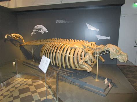 Stellers Sea Cow Skeleton Zoochat