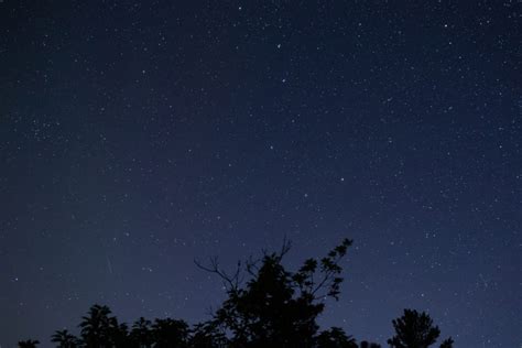 Trees Starry Night Royalty Free Photo