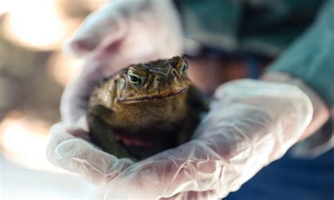 Releasing Cane Toads To Save Our Native Species Wwf Australia