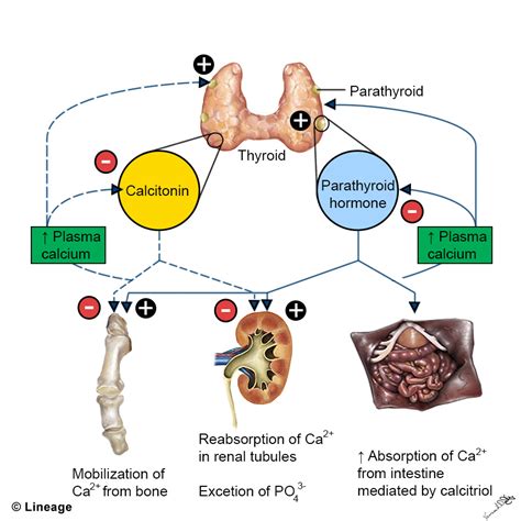 Calcitonin Gland Where It Is Produced At Bruce Macias Blog