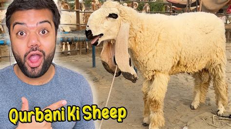 Qurbani Ke Liye Sheep Le Li 🐑😍 Mandi Ka Sab Se Cute Janwar 🥺 ️ Youtube