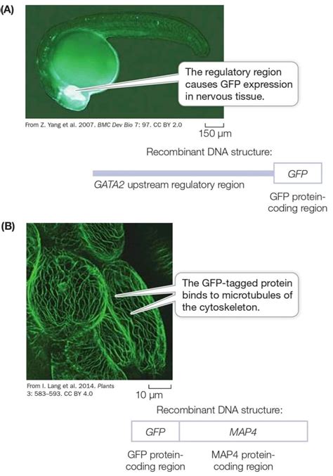 Hanaa Fayed On Linkedin Green Fluorescent Protein As A Reporter Gene ‼️ A Expression Of Gfp…