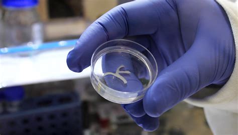 Griffith Spinal Cord Project Maic