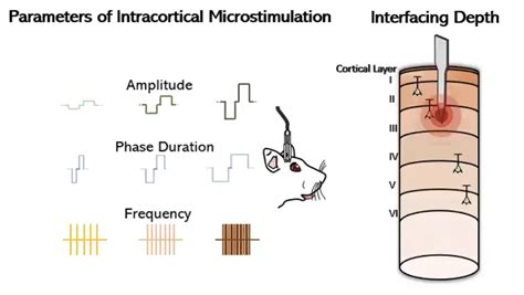 Are The Effects Of Microstimulation Different For Different Brain